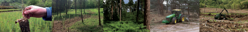 UK FCG | FSC® & PEFC Forest Certification